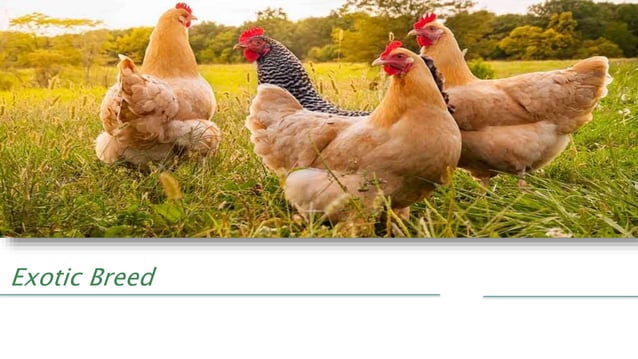 Breeds of poultry.pptx