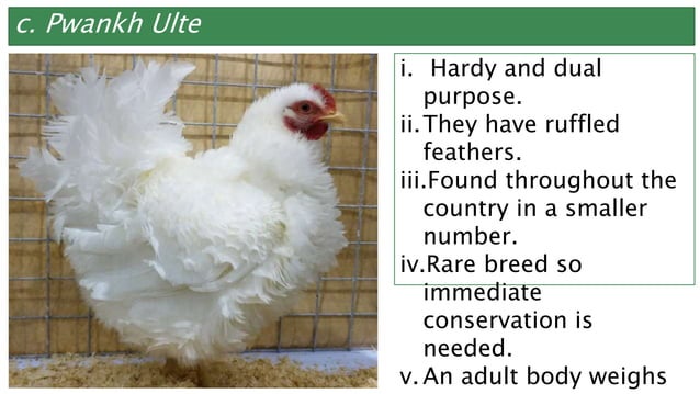 Breeds of poultry.pptx