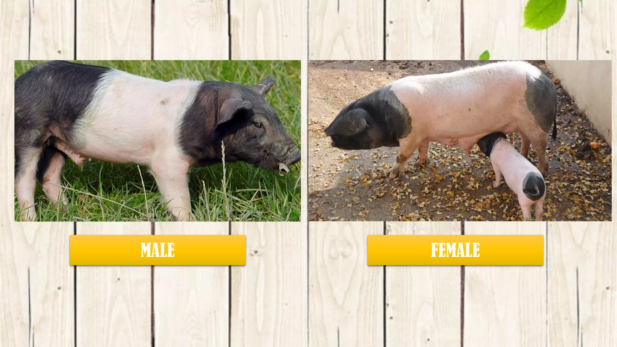 Breeds of swine | PDF