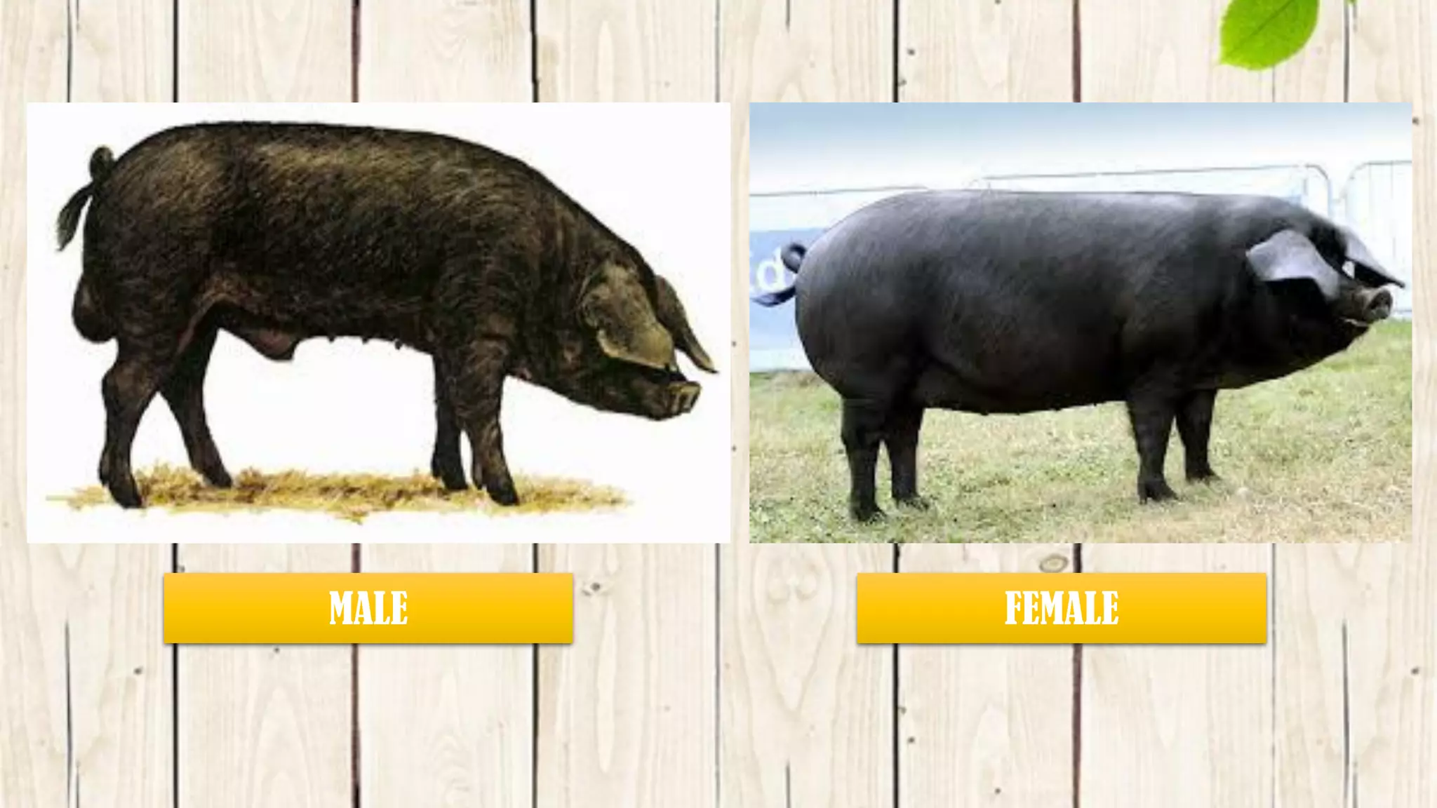 Breeds of swine | PDF
