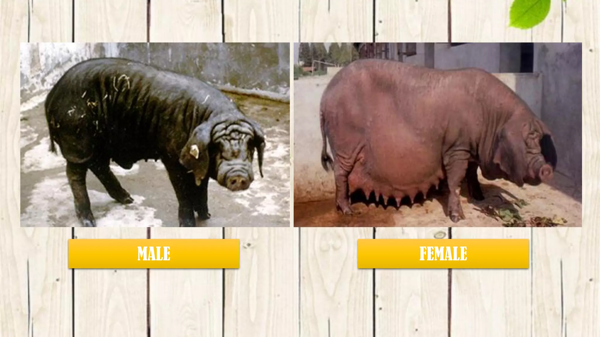 Breeds of swine | PDF