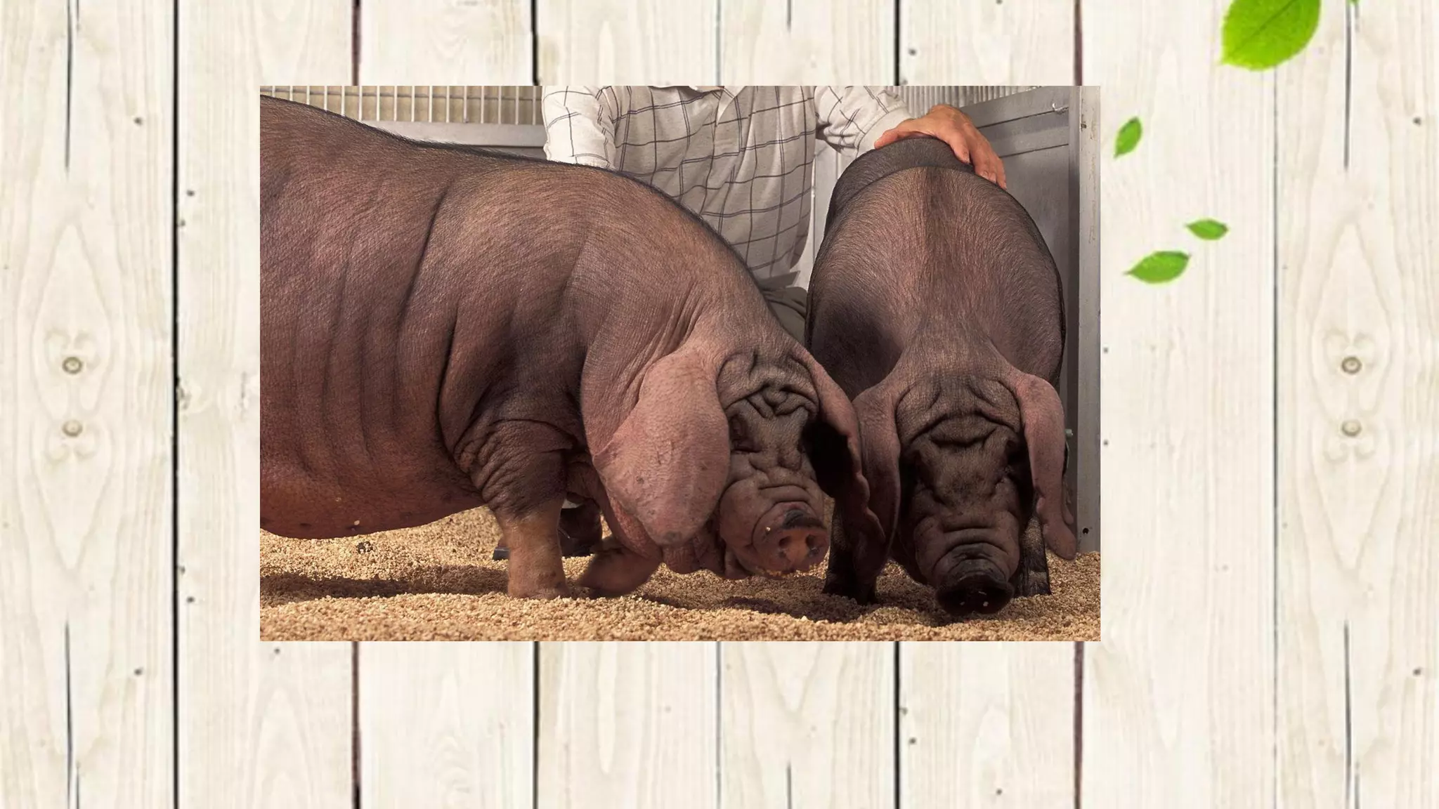 Breeds of swine | PDF