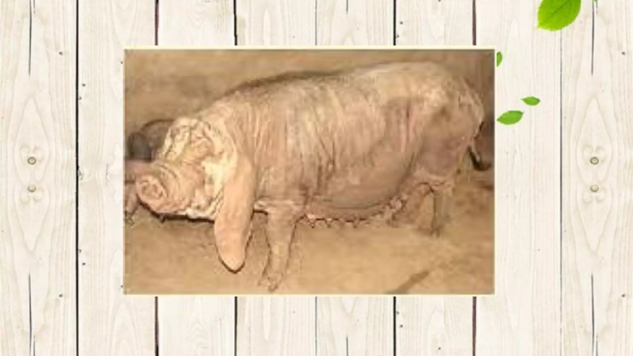 Breeds of swine | PDF