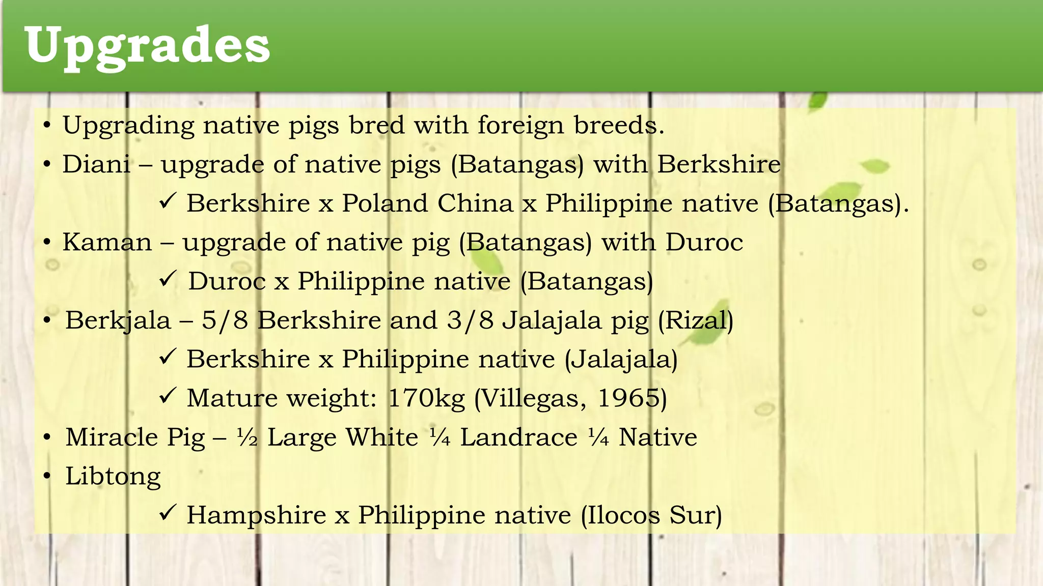 Breeds of swine | PDF