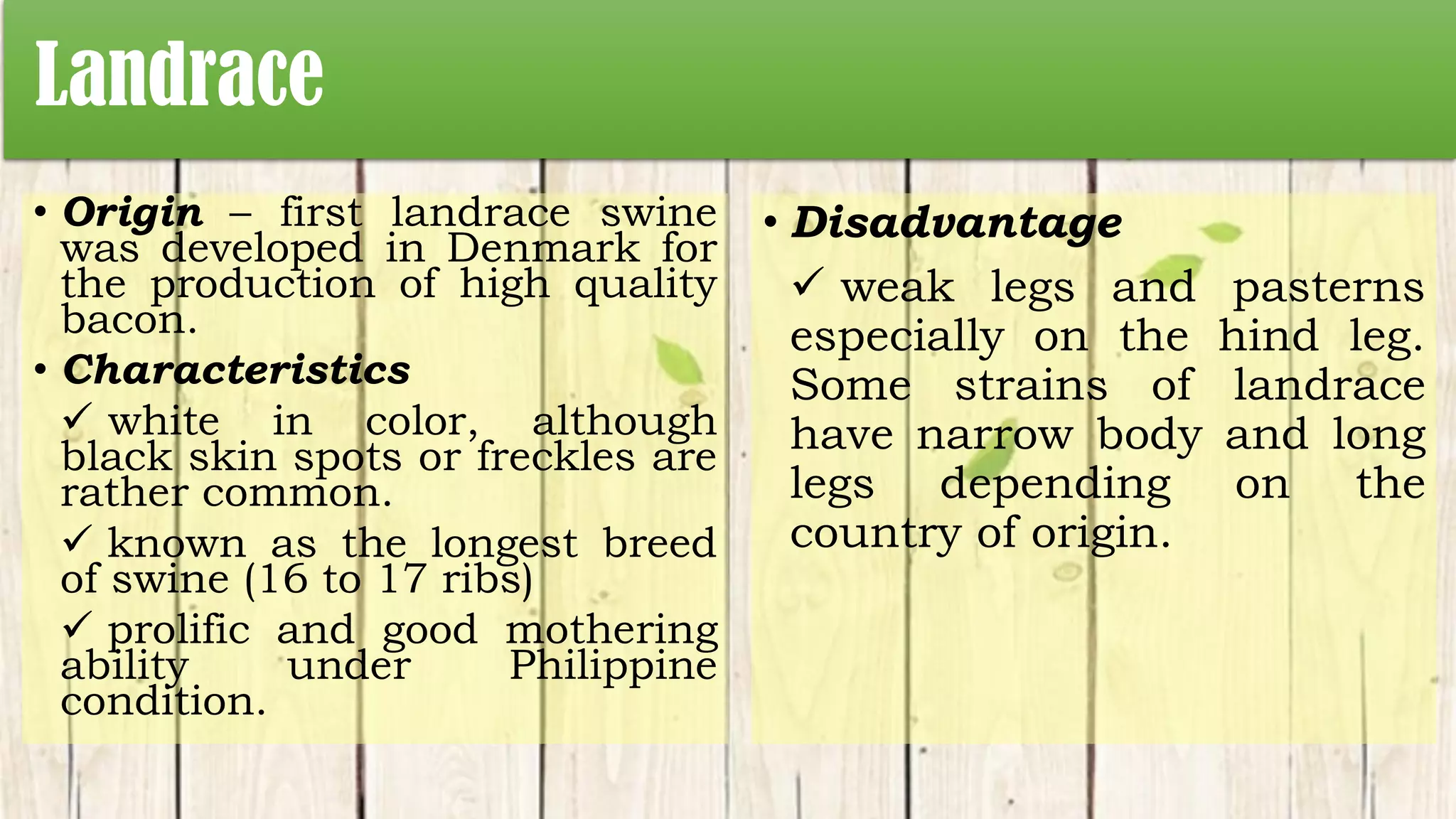 Breeds of swine | PDF