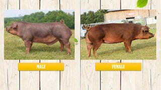 Breeds of swine | PDF