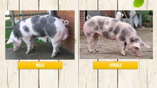 Breeds of swine | PDF