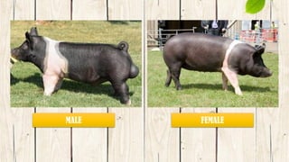 Breeds of swine | PDF