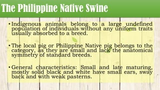 Breeds of swine | PDF