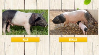 Breeds of swine | PDF