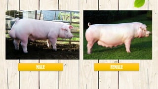 Breeds of swine | PDF