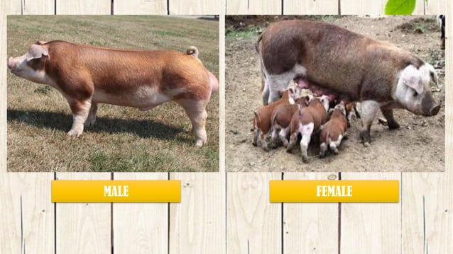 Breeds of swine | PDF | Dogs | Pets