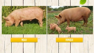 Breeds of swine | PDF