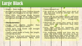 Breeds of swine | PDF