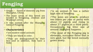 Breeds of swine | PDF