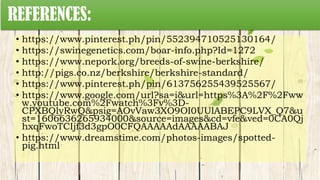 Breeds of swine | PDF