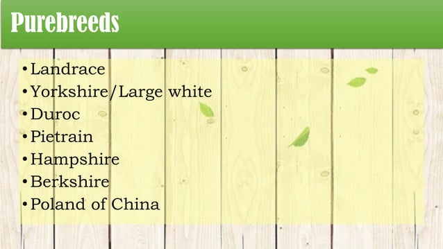 Breeds of swine | PDF | Dogs | Pets