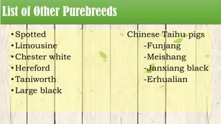 Breeds of swine | PDF