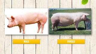 Breeds of swine | PDF