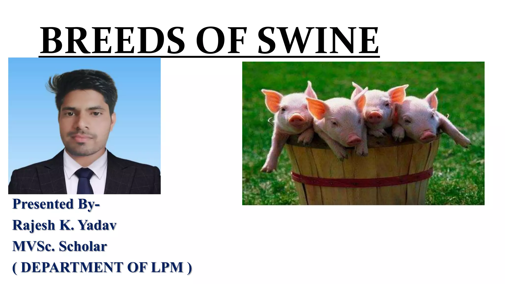 BREEDS OF SWINE | PPTX