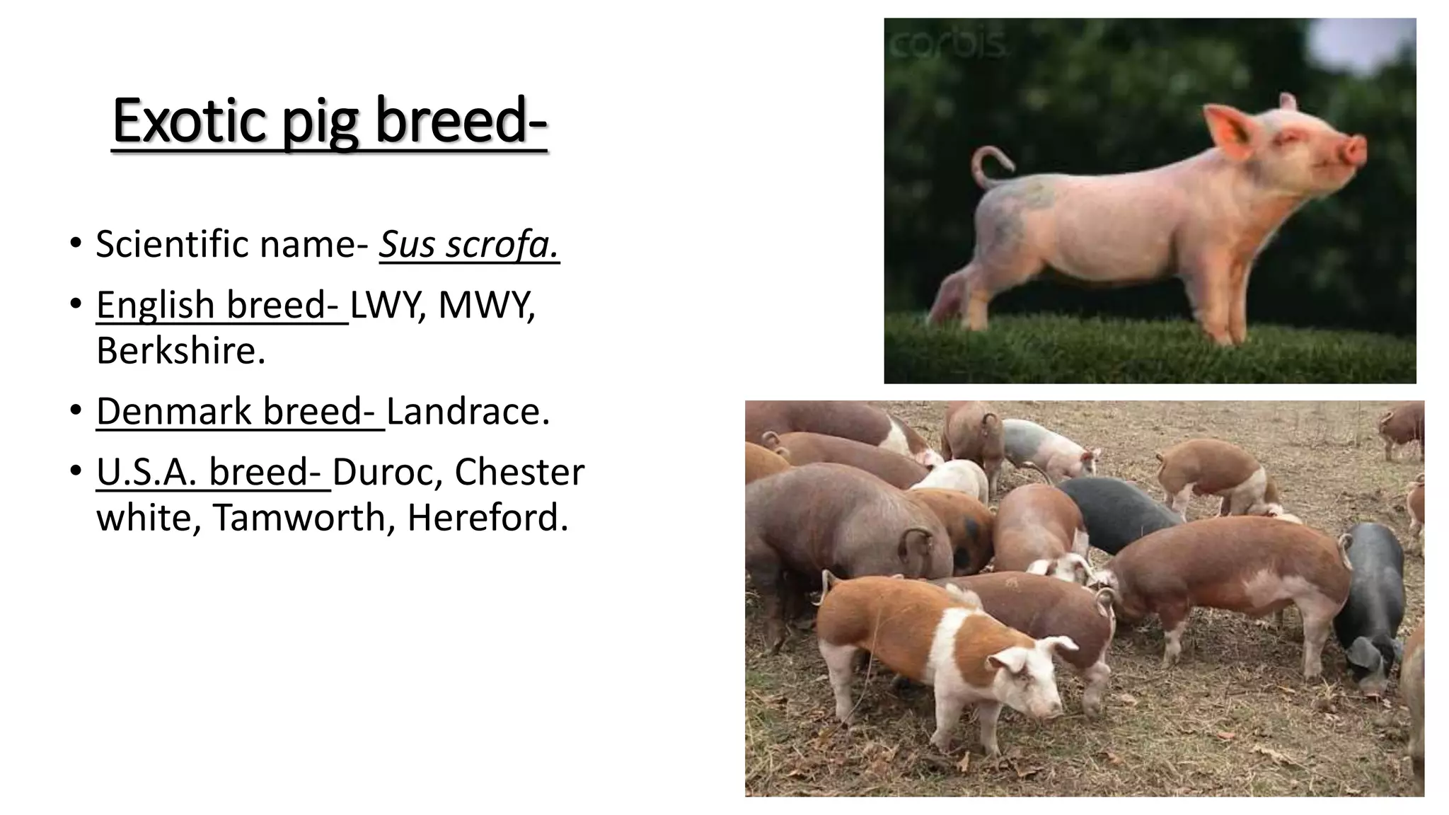 BREEDS OF SWINE | PPTX