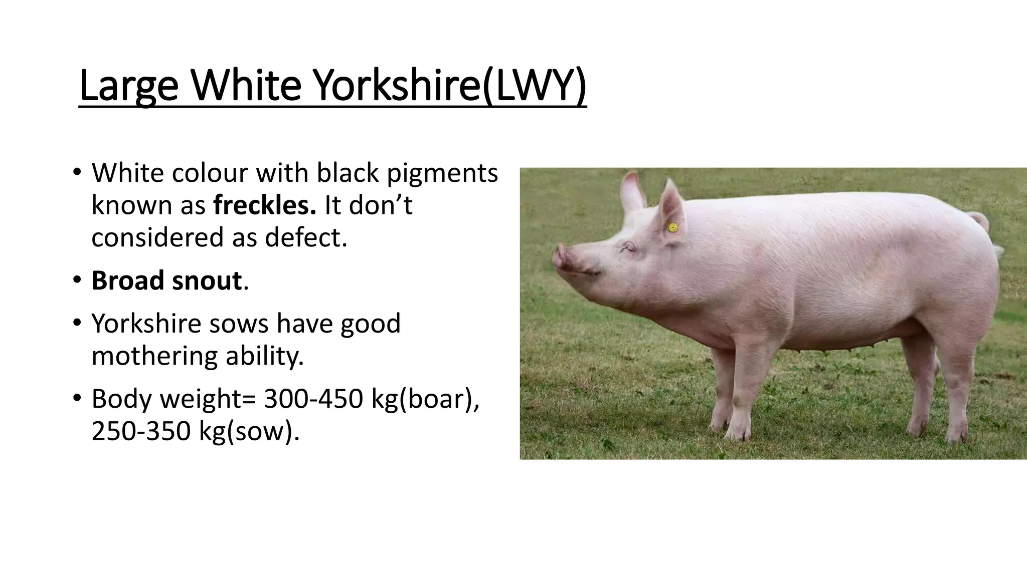 BREEDS OF SWINE | PPTX