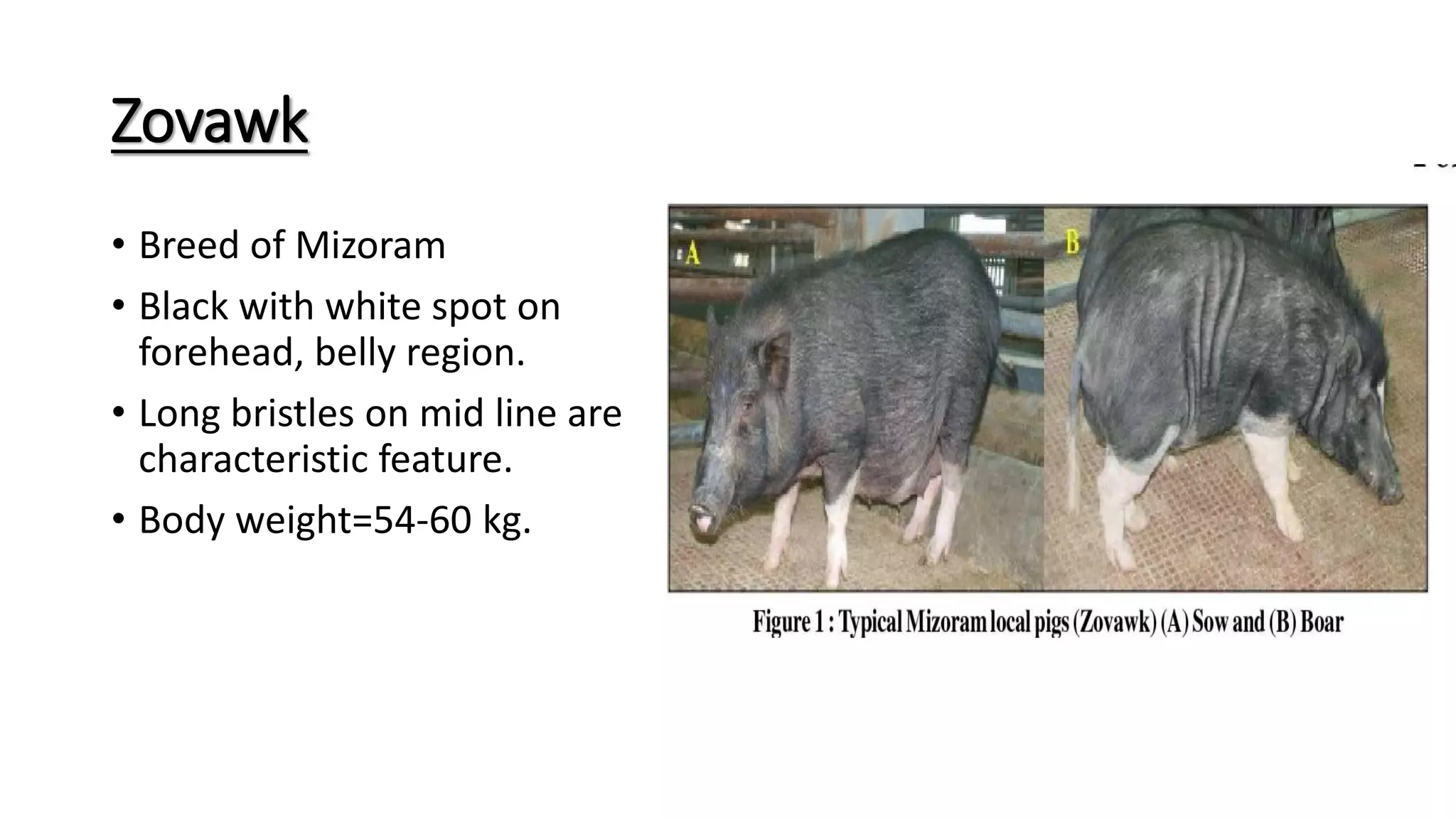 BREEDS OF SWINE | PPTX