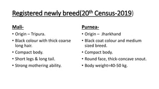 BREEDS OF SWINE | PPTX