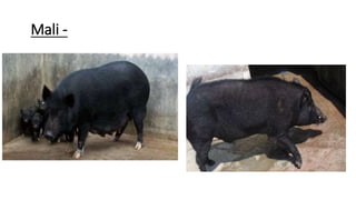 BREEDS OF SWINE | PPTX