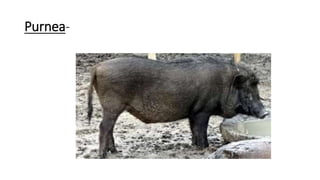 BREEDS OF SWINE | PPTX