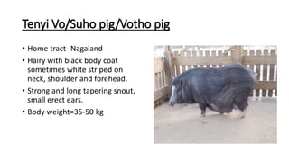 BREEDS OF SWINE | PPTX