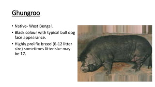 BREEDS OF SWINE | PPTX