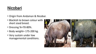BREEDS OF SWINE | PPTX