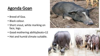 BREEDS OF SWINE | PPTX