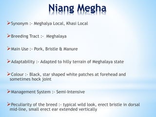 Breeds of swine & equine | PPTX