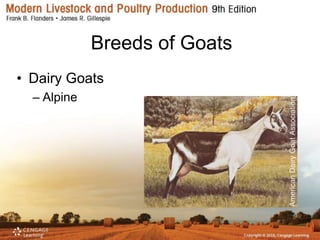 Breeds, Selection, Feeding, and Management of Goats.pptx