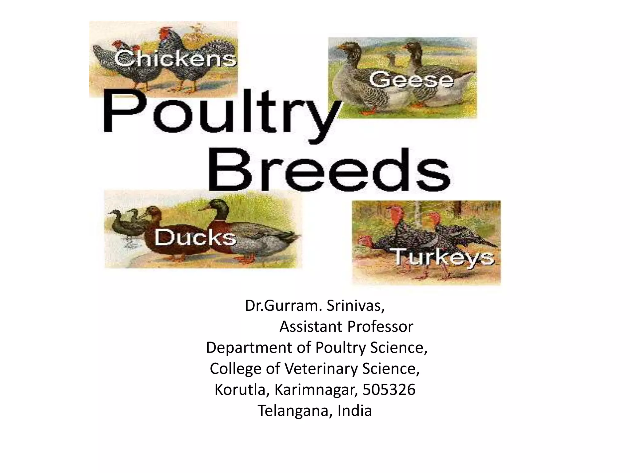 classification poultry breeds (chicken, turkey, duck and quail) | PPTX