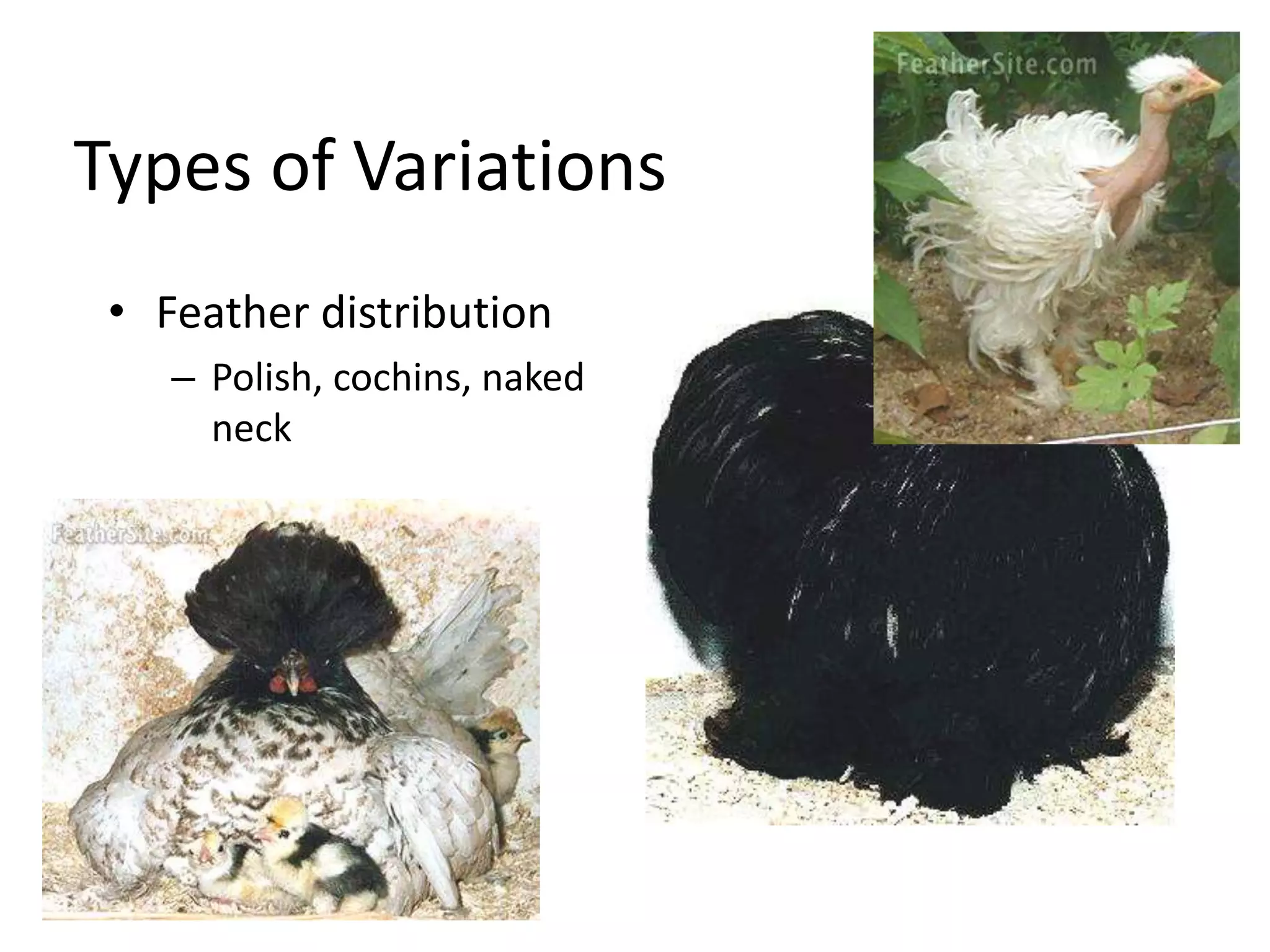 classification poultry breeds (chicken, turkey, duck and quail) | PPTX