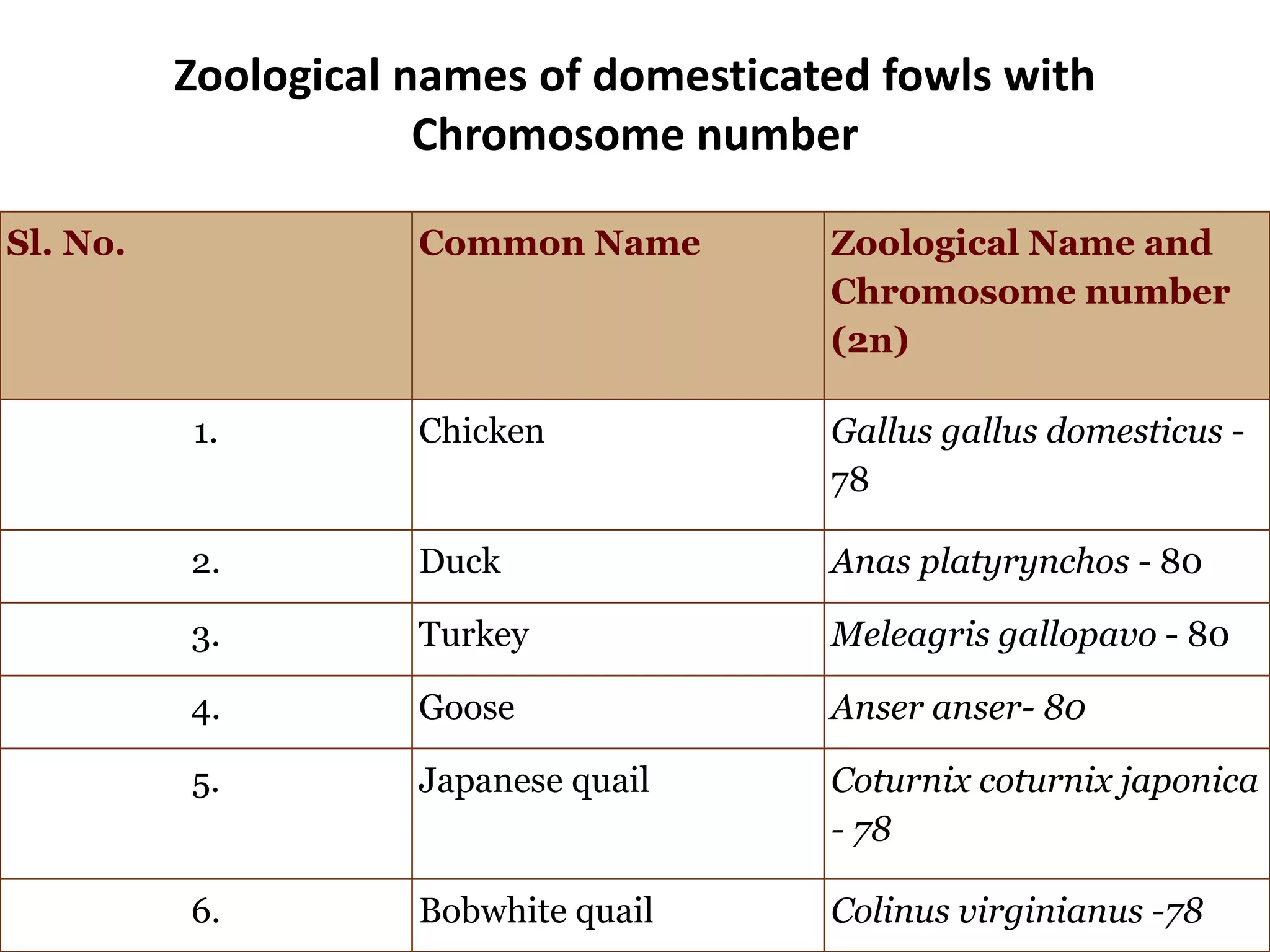 classification poultry breeds (chicken, turkey, duck and quail) | PPTX