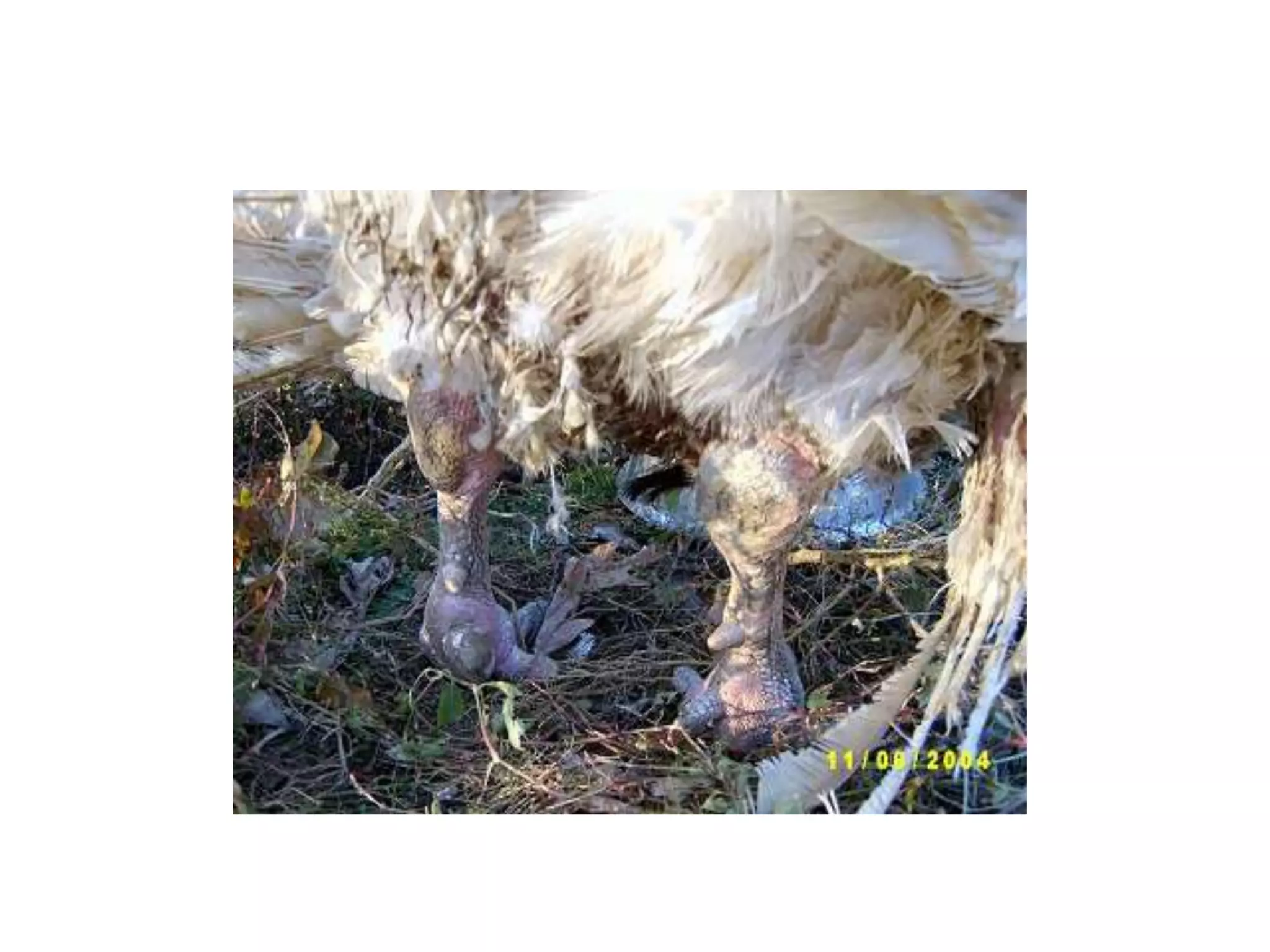 classification poultry breeds (chicken, turkey, duck and quail) | PPTX