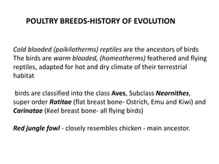 classification poultry breeds (chicken, turkey, duck and quail) | PPTX