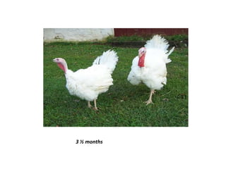 classification poultry breeds (chicken, turkey, duck and quail) | PPTX