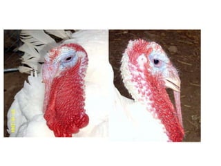 classification poultry breeds (chicken, turkey, duck and quail) | PPTX