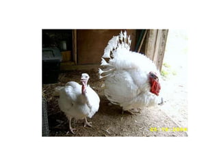 classification poultry breeds (chicken, turkey, duck and quail) | PPTX