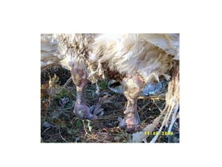 classification poultry breeds (chicken, turkey, duck and quail) | PPTX