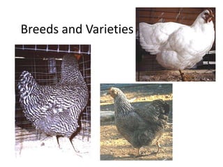 classification poultry breeds (chicken, turkey, duck and quail) | PPTX