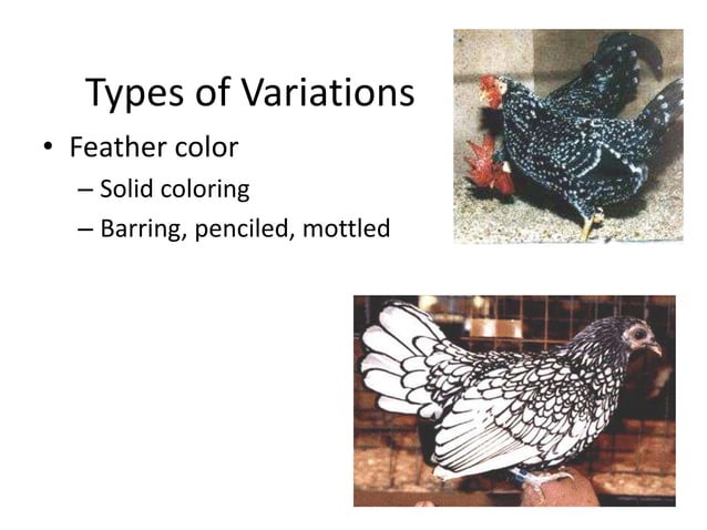 classification poultry breeds (chicken, turkey, duck and quail) | PPTX