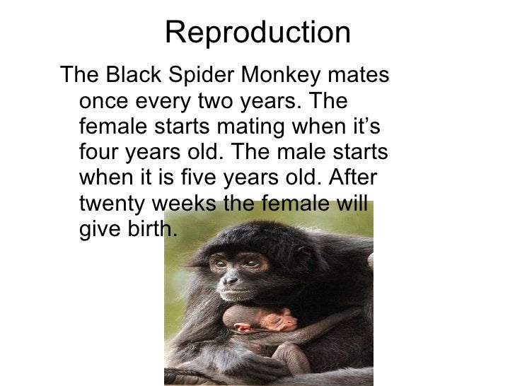 Brendan w black spider monkey