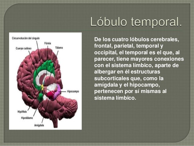 Brenda tema lobulo temporal