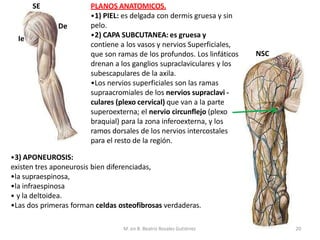 REGION ESCAPULAR TRAUMATOLOGIA Y ORTOPEDIA | PPTX
